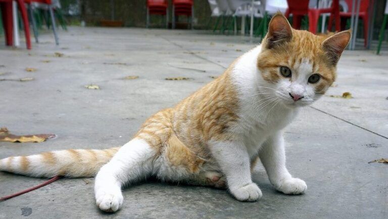 Causas y soluciones para la inflamación y enrojecimiento del ano en gatos