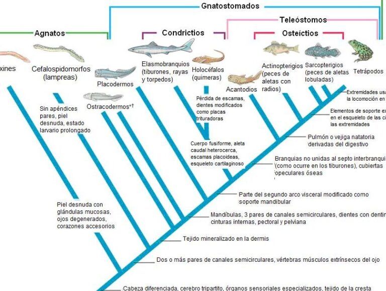 Tetrapodos: definición, evolución y ejemplos de características