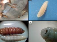 Síntomas, extracción y tratamiento de miasis en perros