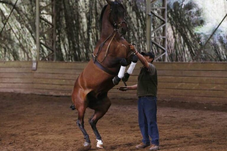 Caballos españoles: conoce sus diferentes razas