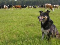 Síntomas y tratamiento de la neosporosis canina por Neospora Caninum