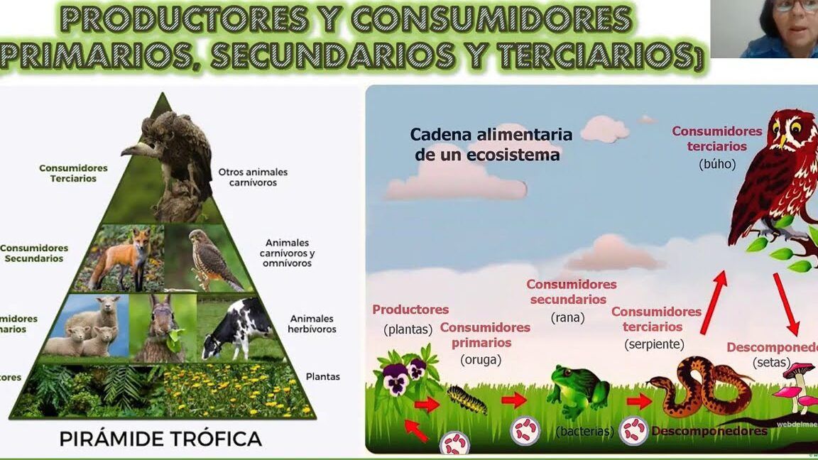 Interacciones en la cadena alimentaria: importancia y relaciones tróficas